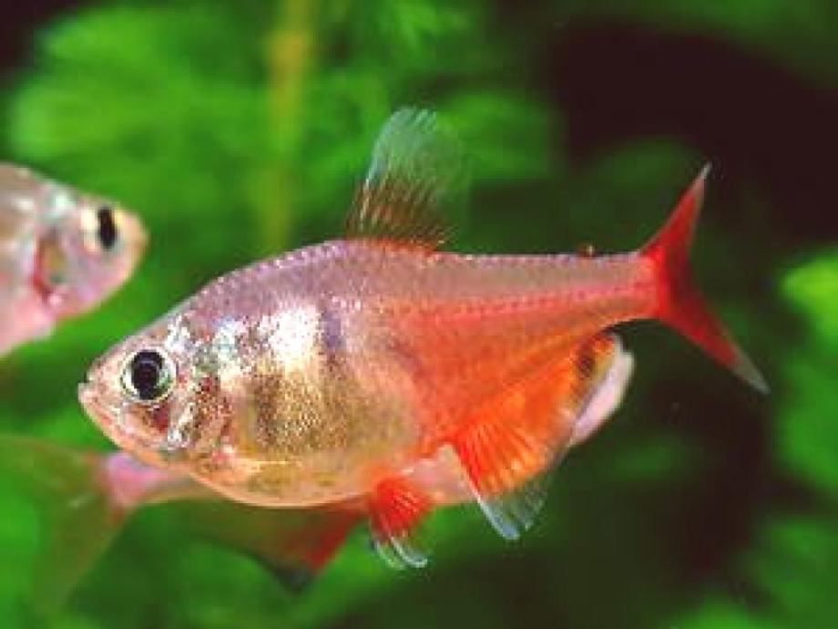 Crvena tetra