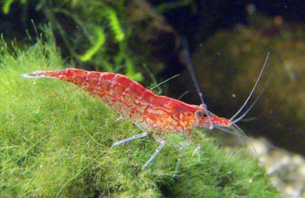 Crvene kozice ( RED CHERRY SHRIMP ) samo 5kn komad