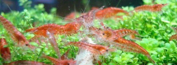 Crvene kozice ( RED CHERRY SHRIMP ) samo 5kn komad