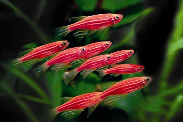 Crvene (pinky) Zebrice