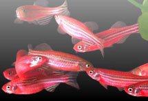 Crvene (pinky) Zebrice