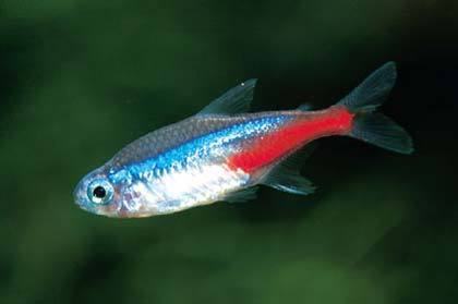 Plave neonke - 9kn akcija za 20 kom kutija hrane gratis