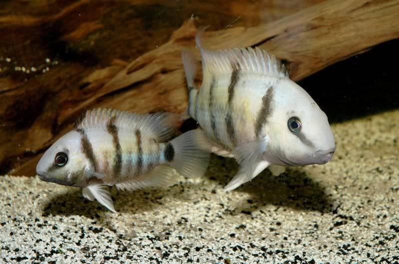 Cryptoheros cutteri hitno