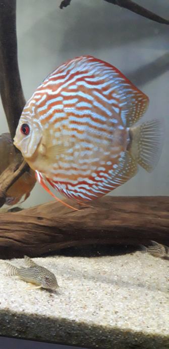 Diskus