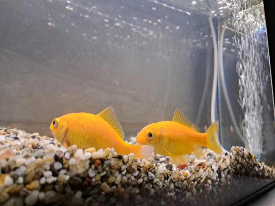 Zlatne ribice