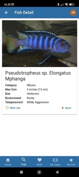 Pseudotropheus Elongatus Mphanga Malawi Ciklidi