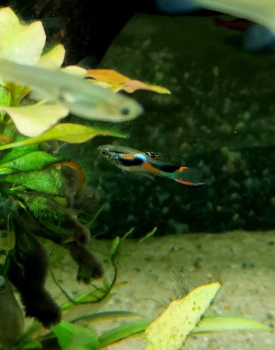 Endleri tropske ribice