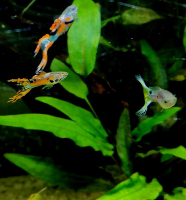 Endleri tropske ribice