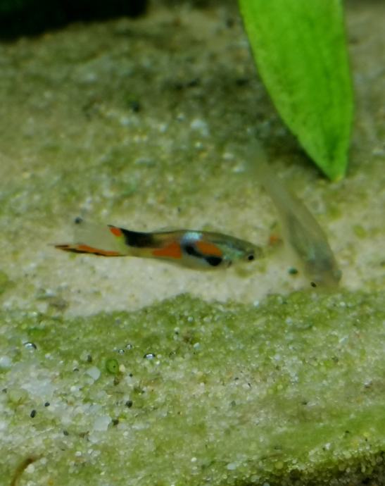 Endleri tropske ribice