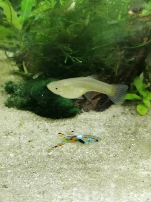 Endleri tropske ribice