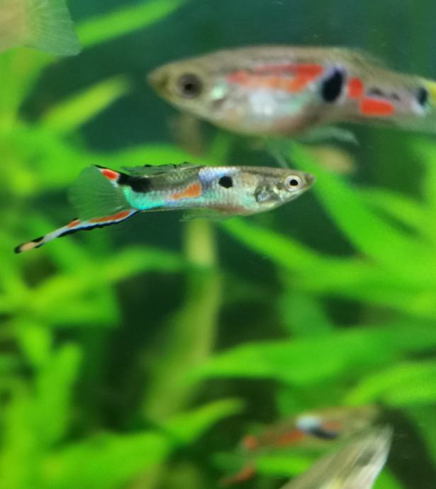 Endleri tropske ribice