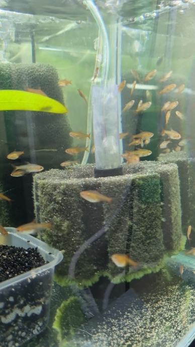 Amandea.... Ember tetra