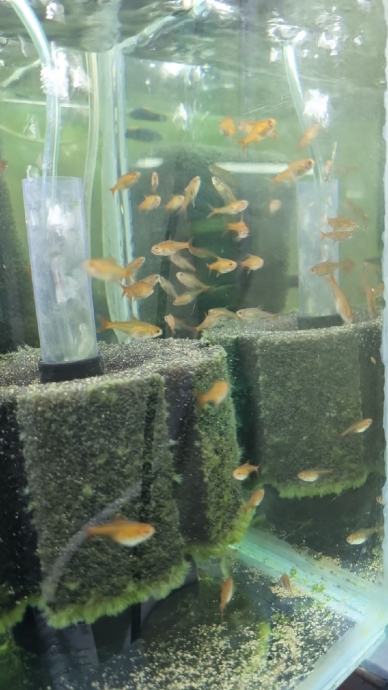 Amandea.... Ember tetra