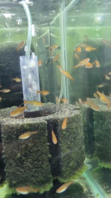 Amandea.... Ember tetra