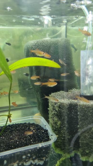 Amandea.... Ember tetra