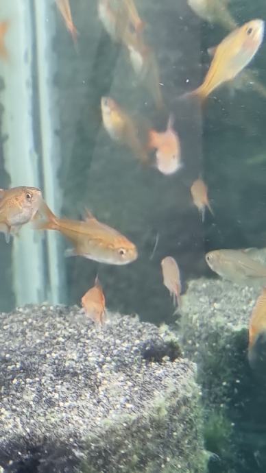 Amandea.... Ember tetra