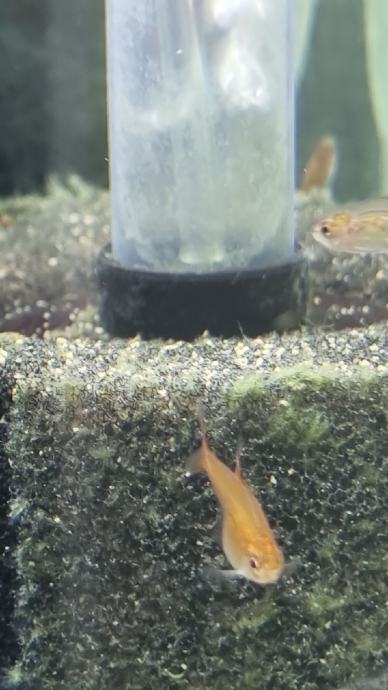 Amandea.... Ember tetra
