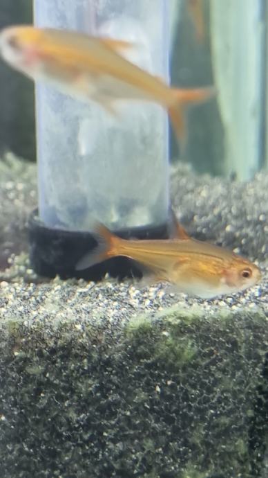 Amandea.... Ember tetra
