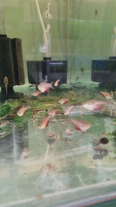 flammeus... Flame tetra