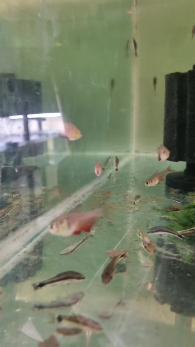 flammeus... Flame tetra