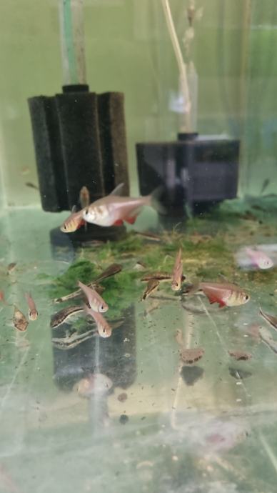 flammeus... Flame tetra