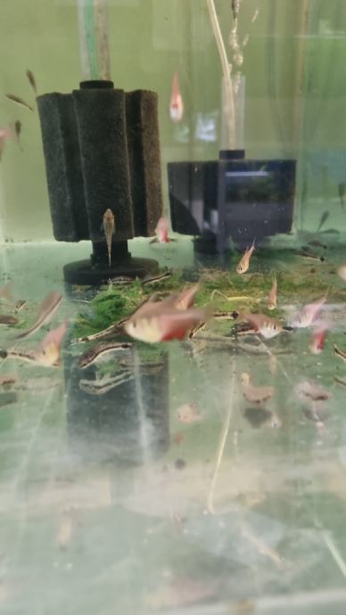 flammeus... Flame tetra