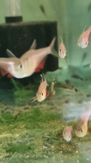 flammeus... Flame tetra