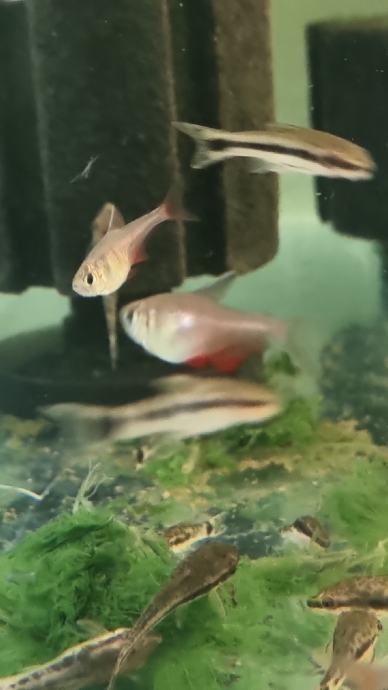 flammeus... Flame tetra