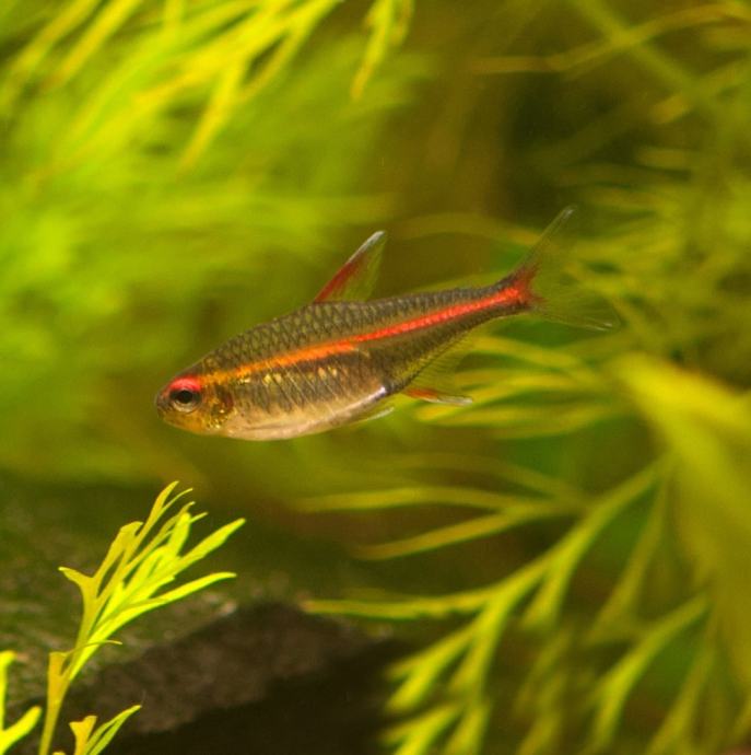 Gracilis Tetra „Glow-light tetra“.