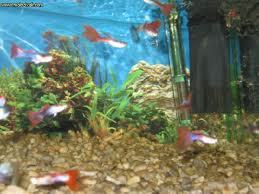 Gupi ribice iz vlastitog uzgoja