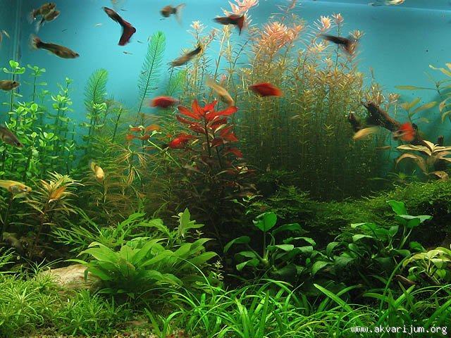 Gupi ribice iz vlastitog uzgoja