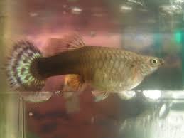 Gupi ribice iz vlastitog uzgoja