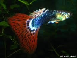 Gupi ribice iz vlastitog uzgoja