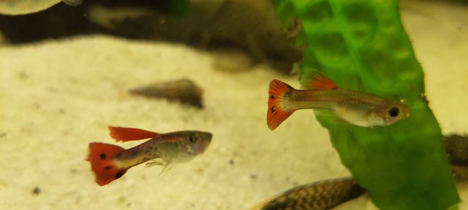 Guppy ribice, poklanjam