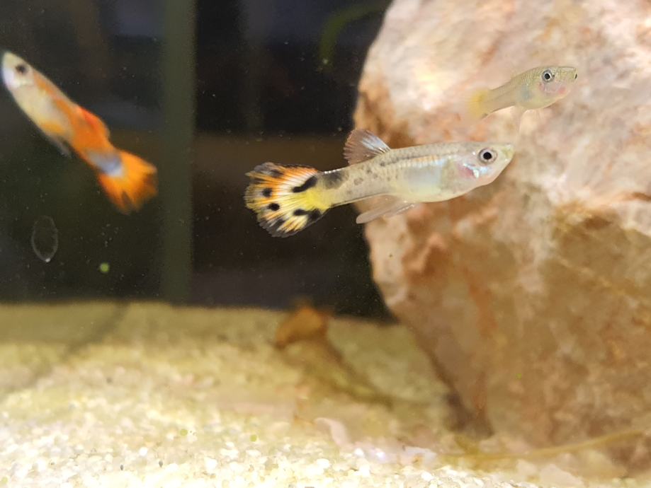 Guppy ribice, poklanjam