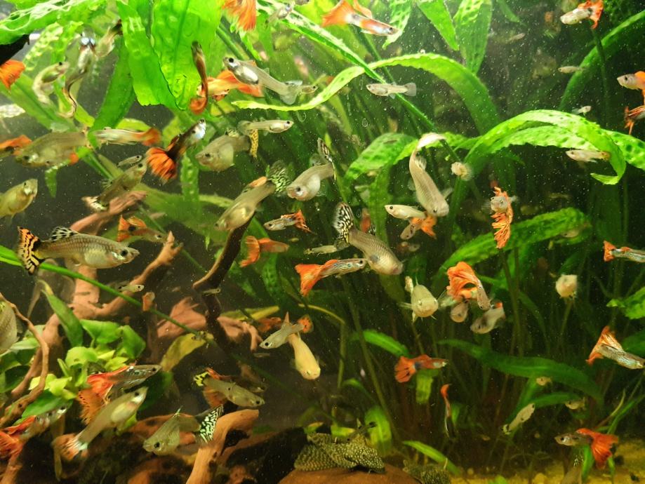 Guppy ribice, poklanjam