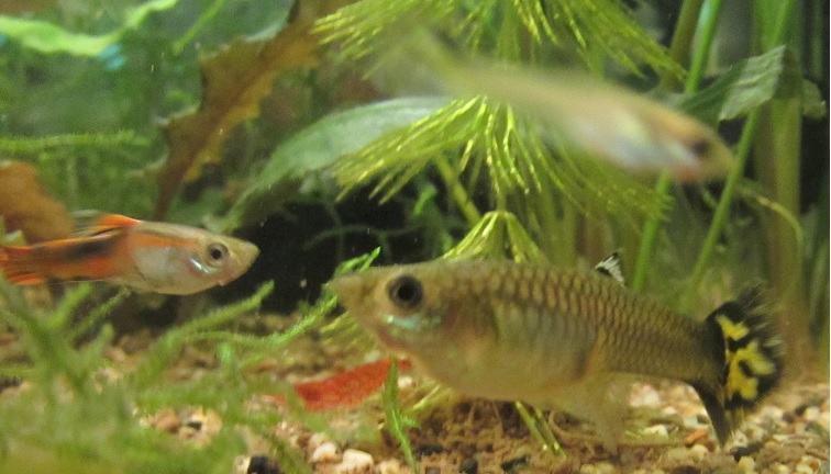 Guppy ribice male