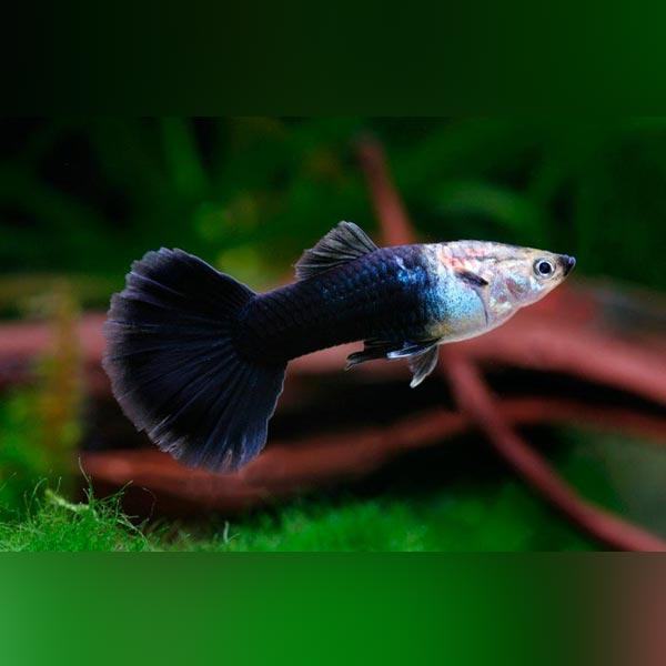 Guppy ribice (Poecilia reticulata) ODRASLE Šaljem busom!!