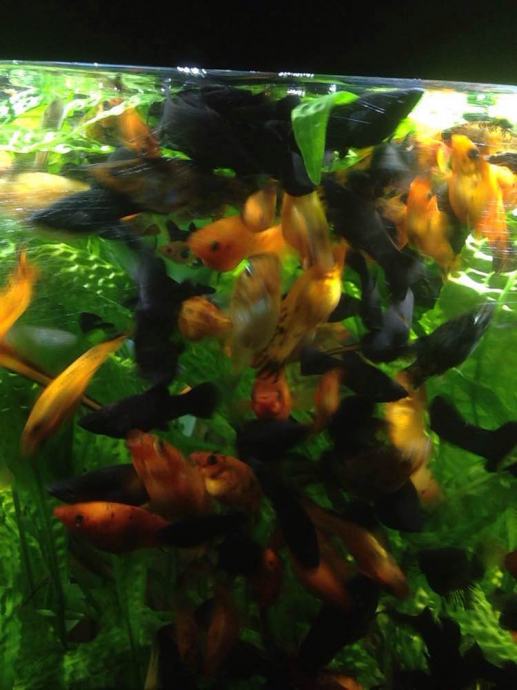 Moli i gupi ribice 30kom 20eur