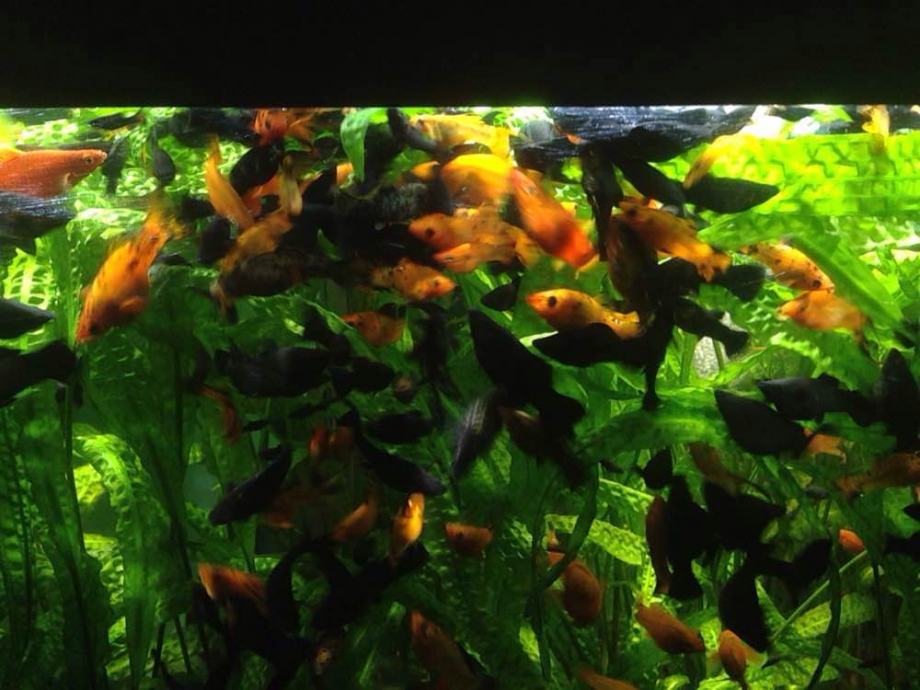 Moli i gupi ribice 30kom 20eur