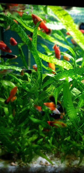 Moli i gupi ribice 30kom 20eur