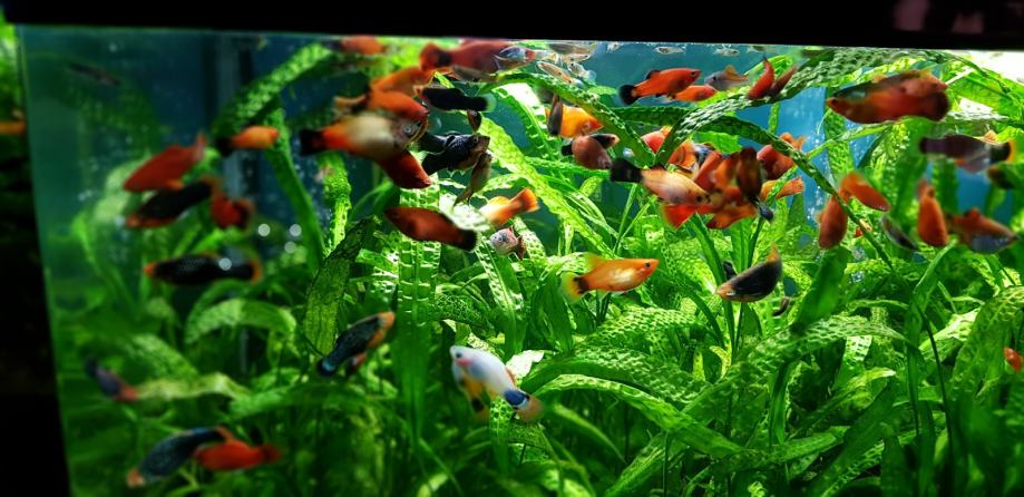 Moli i gupi ribice 30kom 20eur