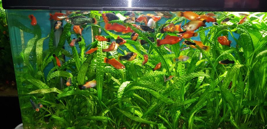 Moli i gupi ribice 30kom 20eur