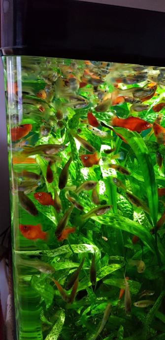 Moli i gupi ribice 30kom 20eur