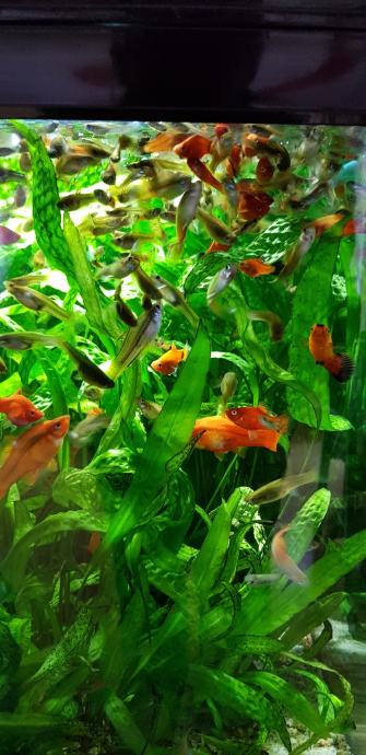 Moli i gupi ribice 30kom 20eur