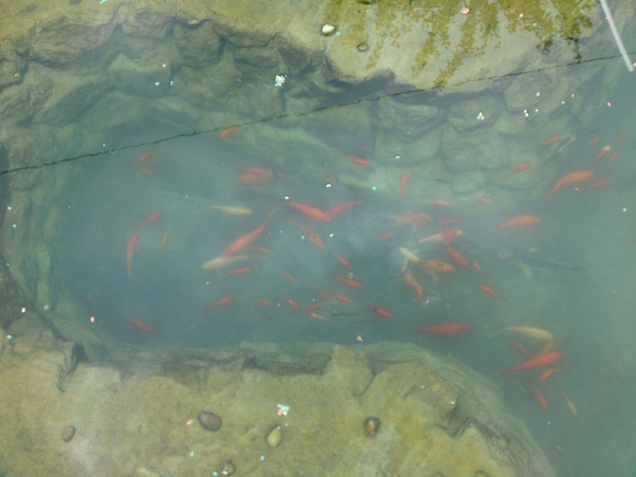 JAPANSKI ŠARAN KOI 100kom