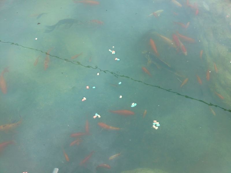 JAPANSKI ŠARAN KOI 100kom