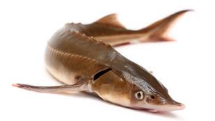 Jesetra Keciga akvarijska ribica