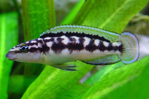 Julidochromis transcriptus
