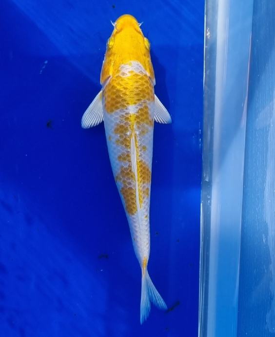 Koi šaran ~20cm